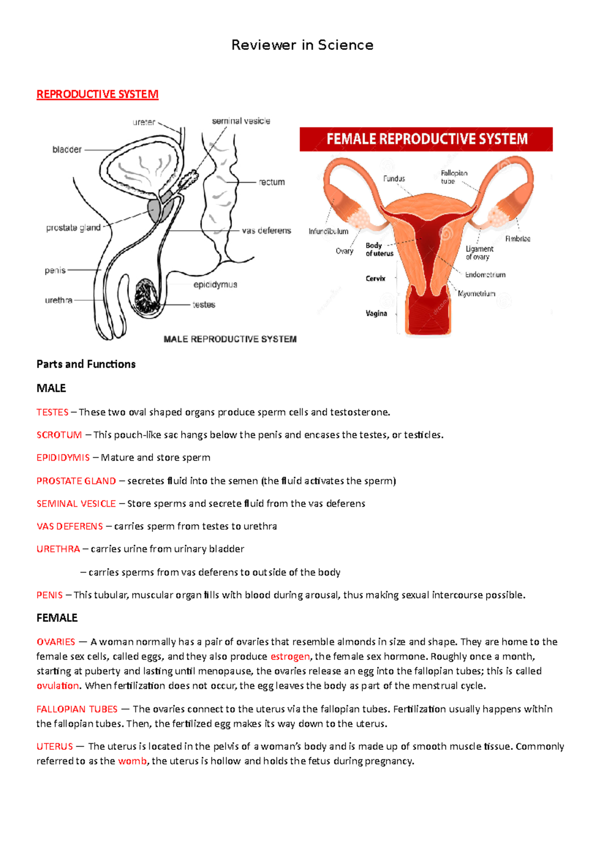 Anatomy And Physiology Reviewer In Science Reproductive System Parts