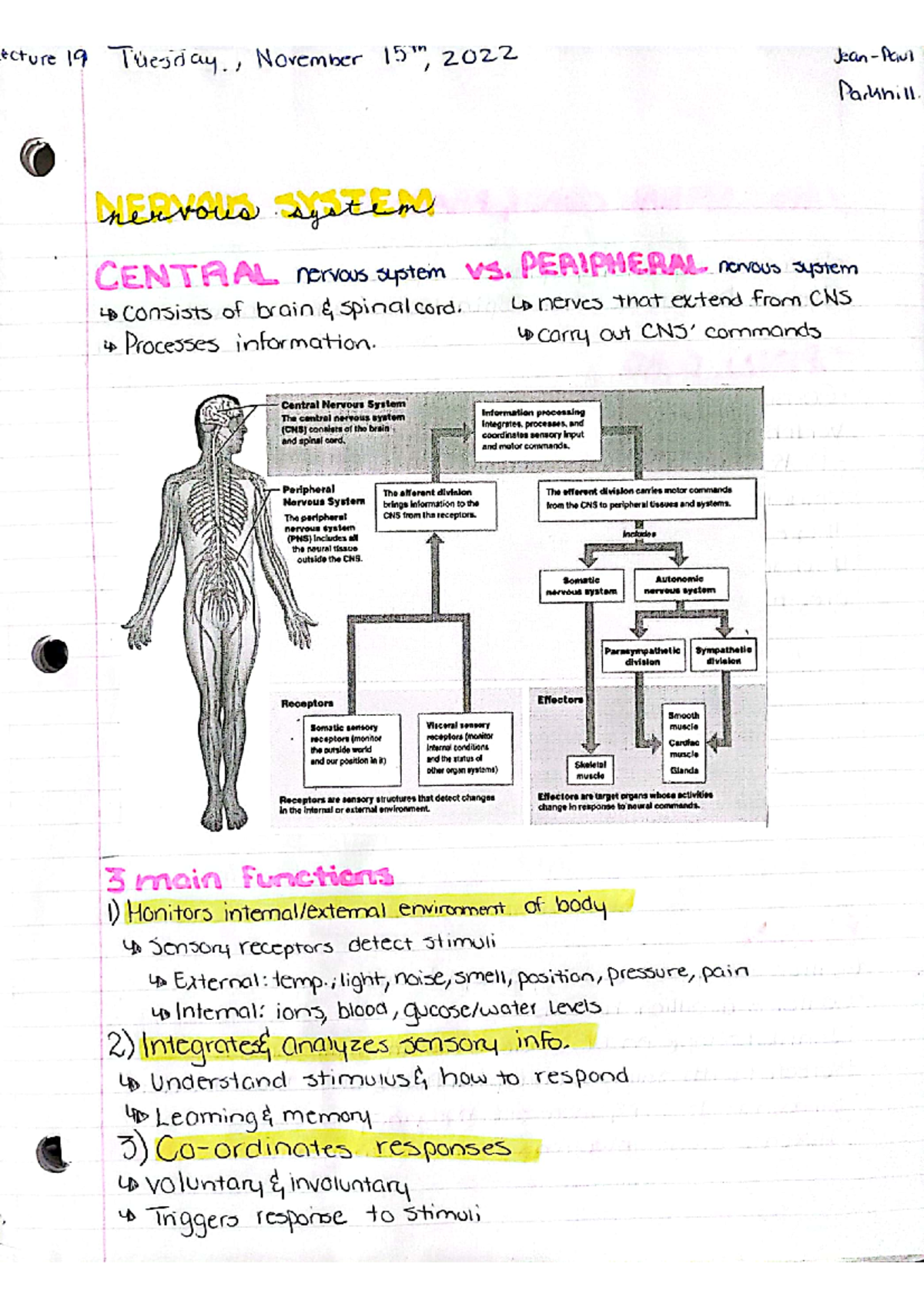 Nervoussystem bionotes - 101-901-RE - Studocu