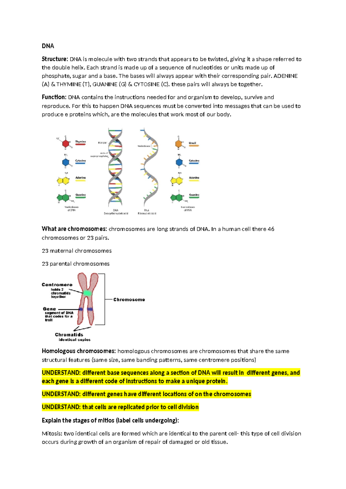 DNA exam revision - exan note s - DNA Structure: DNA is molecule with ...