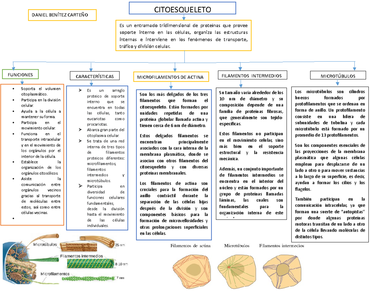 Retículo Endoplásmico - Los microtúbulos son cilindros huecos formados ...