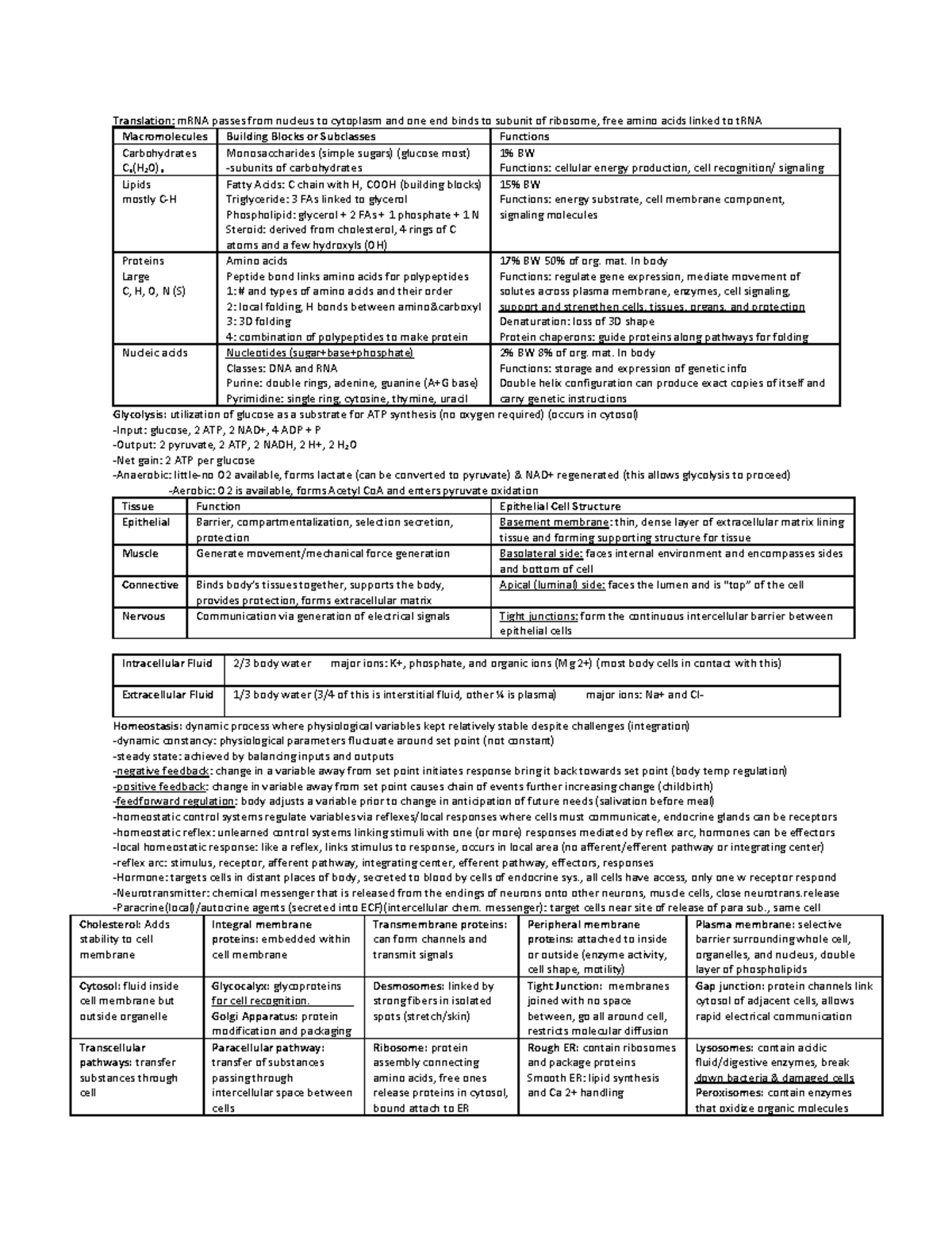 Human Phys Exam 1 Note Page - Translation: mRNA passes from nucleus to ...
