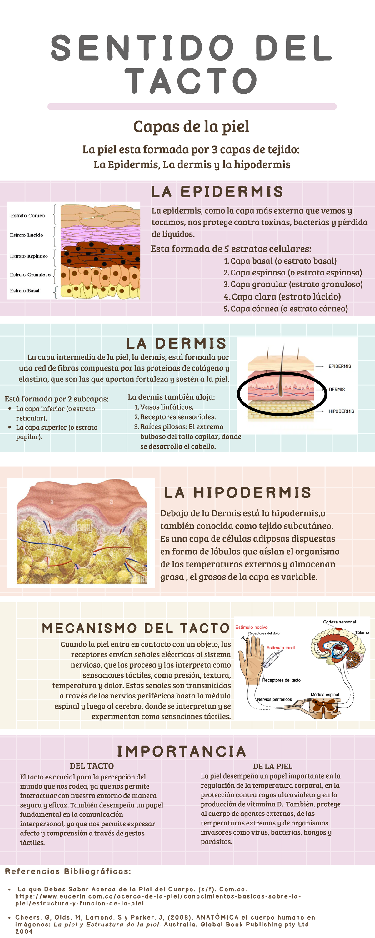Sentido del tacto (Capas de la piel) infografía - S E N T I D O D E L T ...