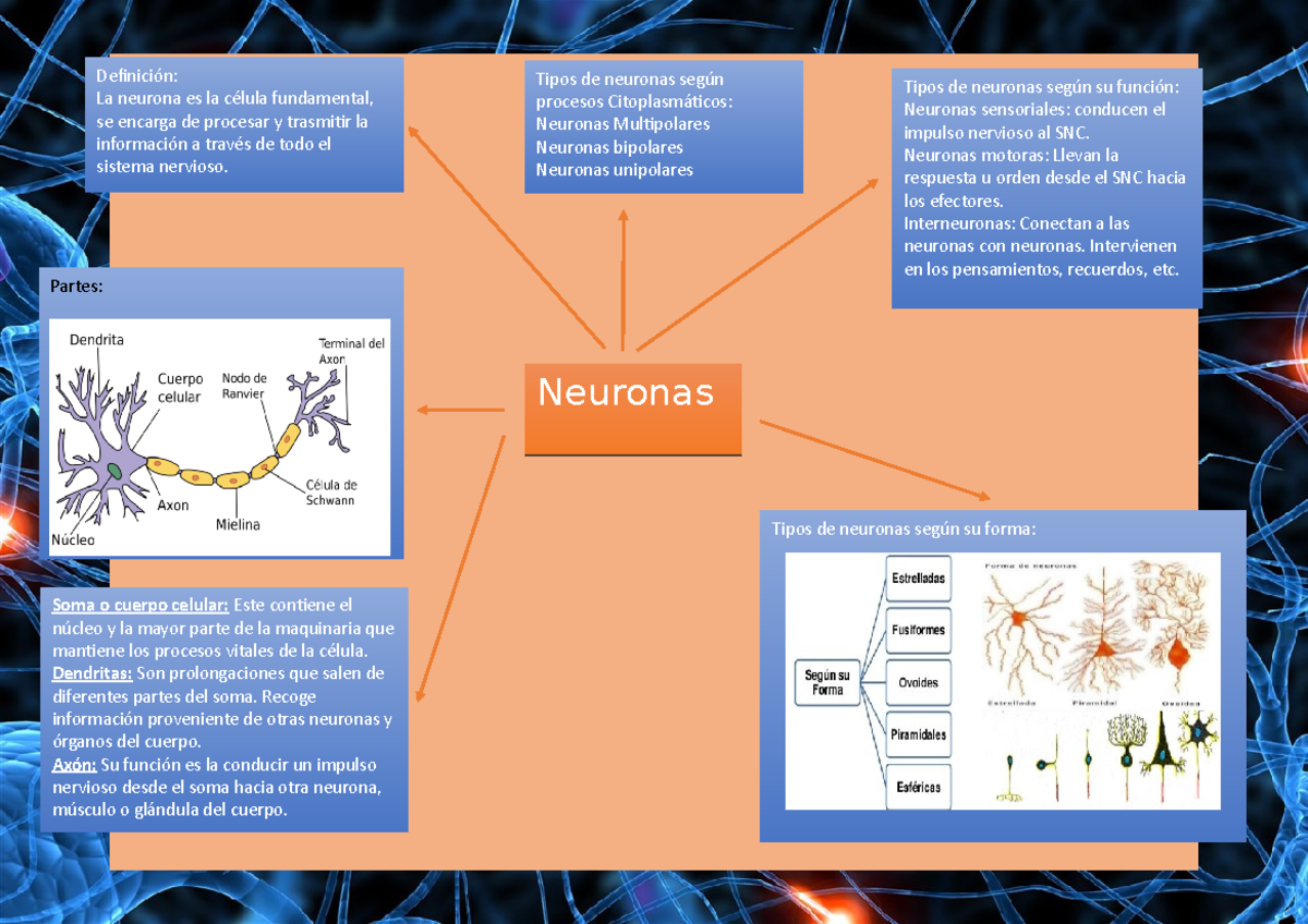 Semana 7 tarea BBC - Gráfico de las neuronas y guías - Tipos de ...