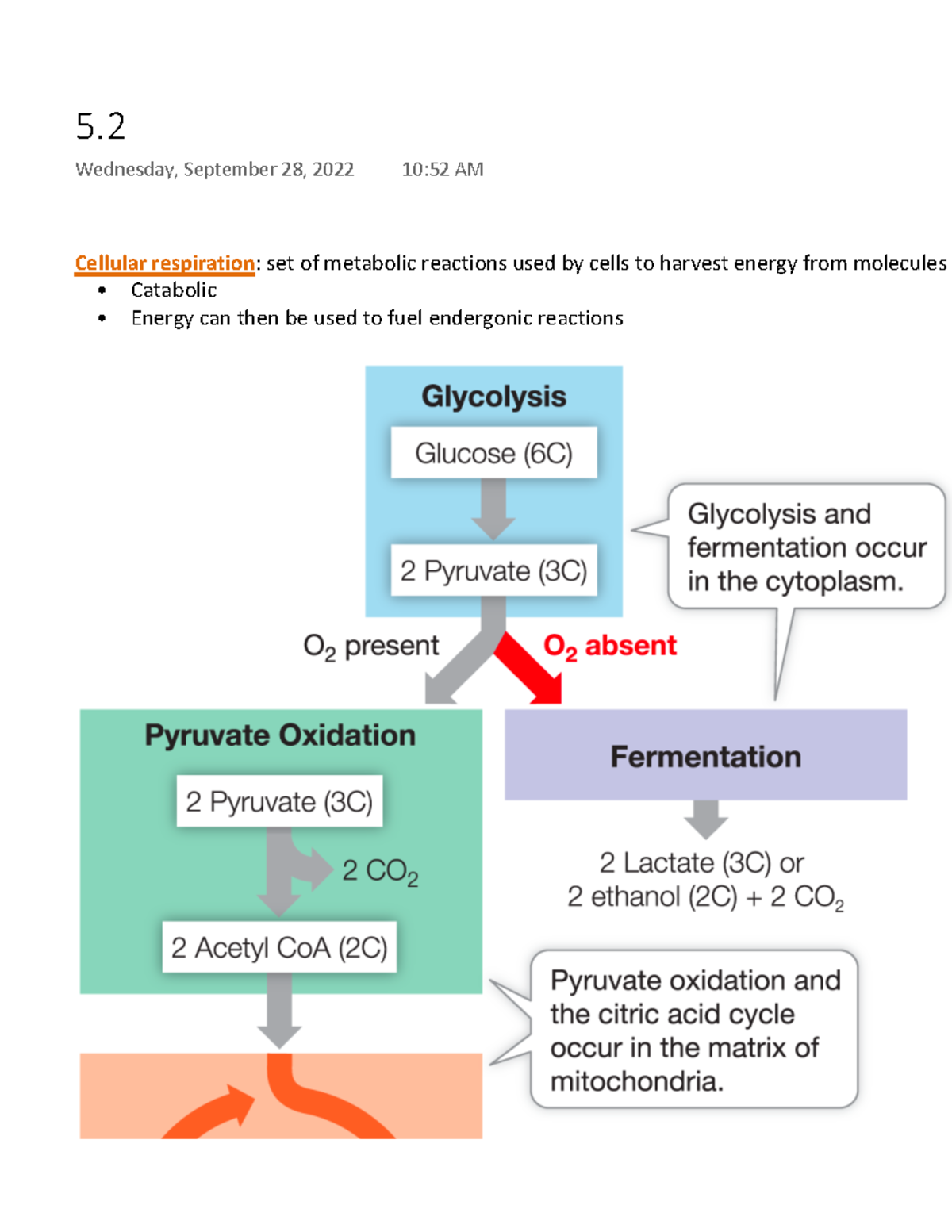 5 - Chapter 5.2 Reading notes - Cellular respiration: set of metabolic ...