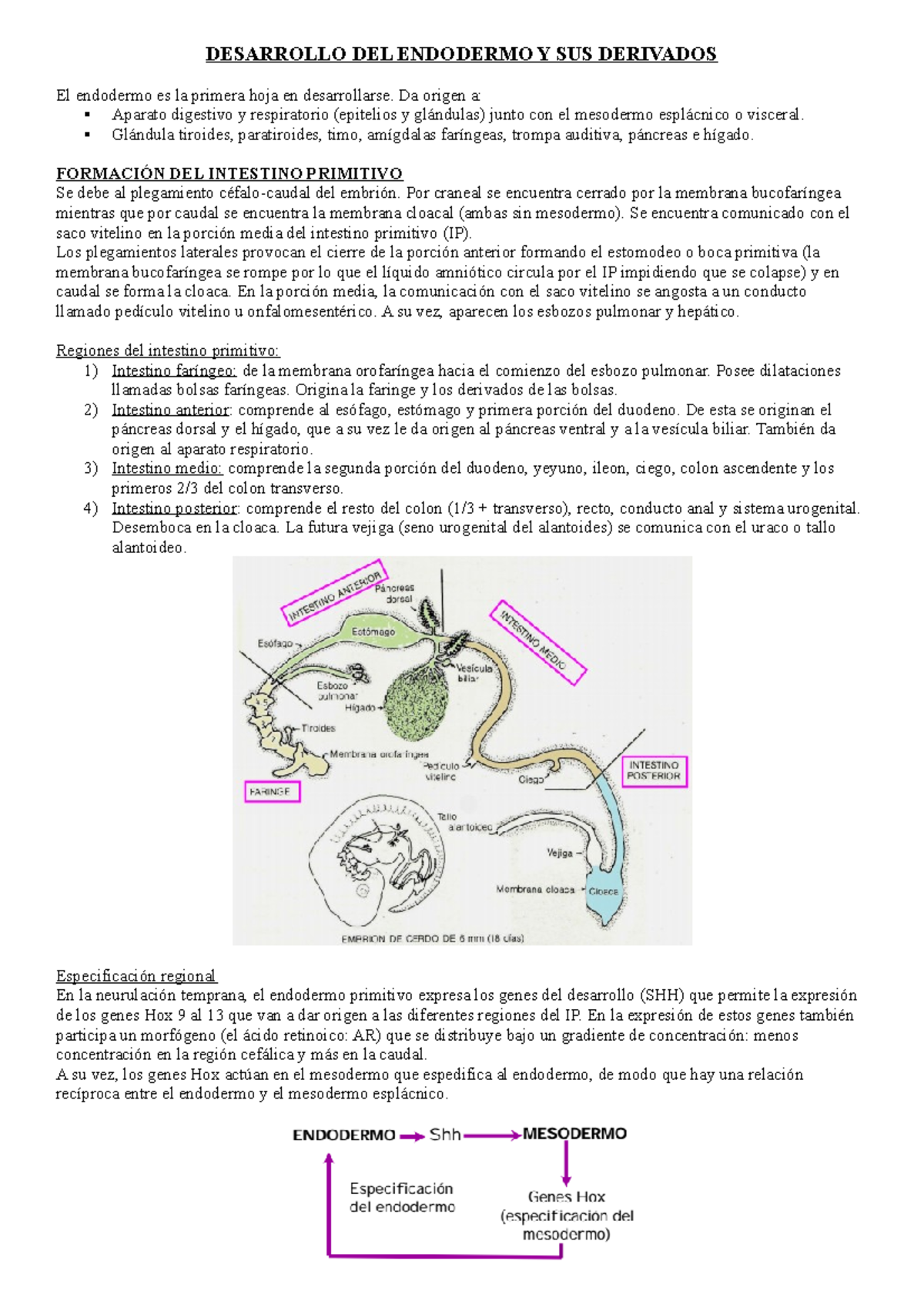 Desarrollo del endodermo y sus derivados - DESARROLLO DEL ENDODERMO Y ...