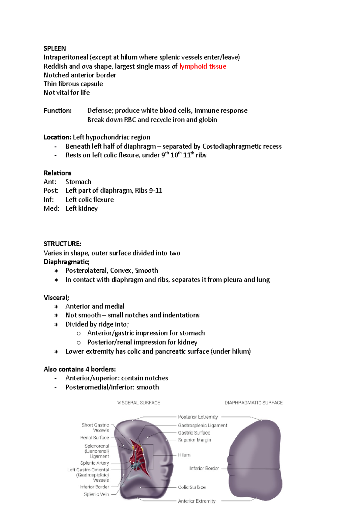 Spleen - SPLEEN Intraperitoneal (except at hilum where splenic vessels ...