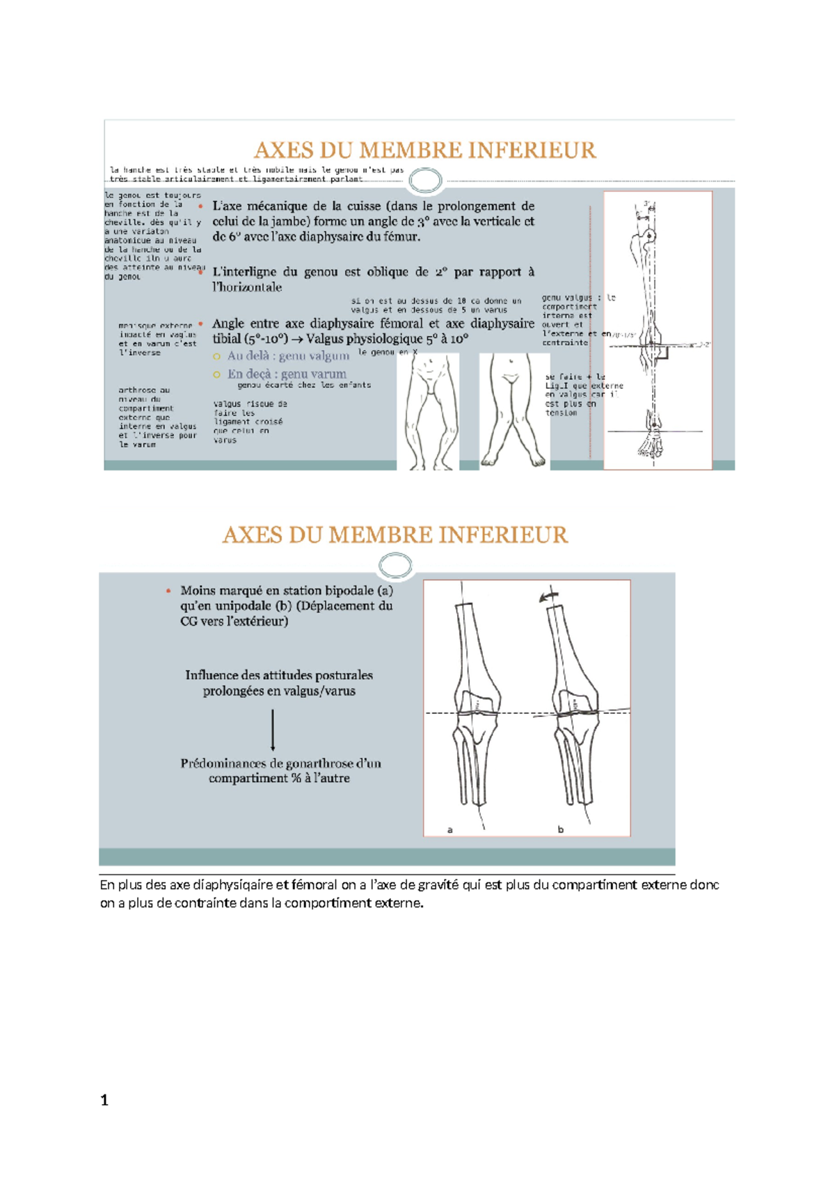 Biom Ã©canique genou et cheville - En plus des axe diaphysiqaire et fémoral on a l’axe de ...