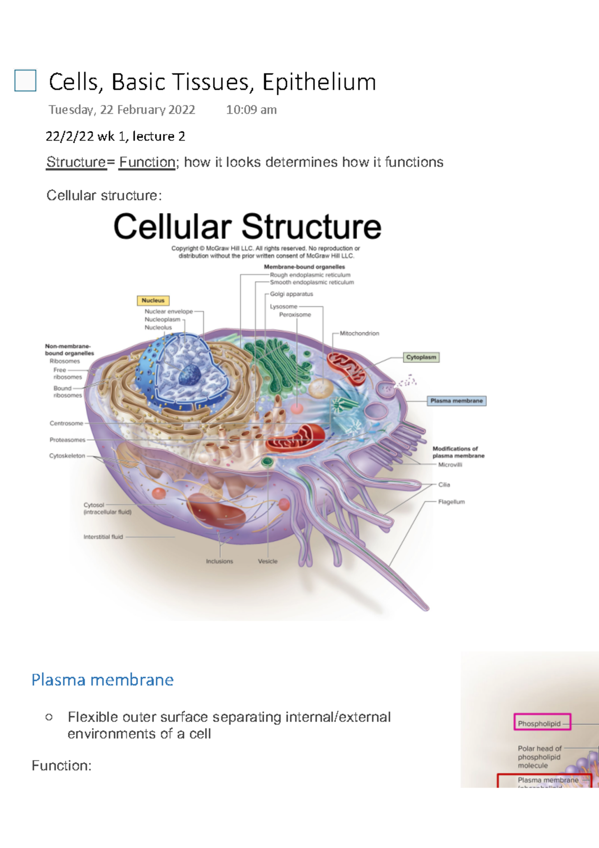 Cells, Basic Tissues, Epithelium - ANAT1001 - MQ - Studocu