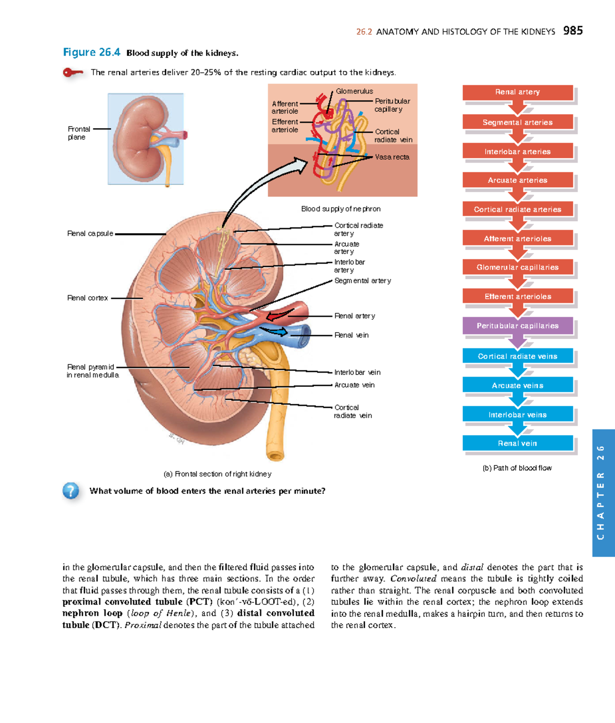 Anatomy-physiology-255 - 26 ANATOMY AND HISTOLOGY OF THE KIDNEYS 985 C ...
