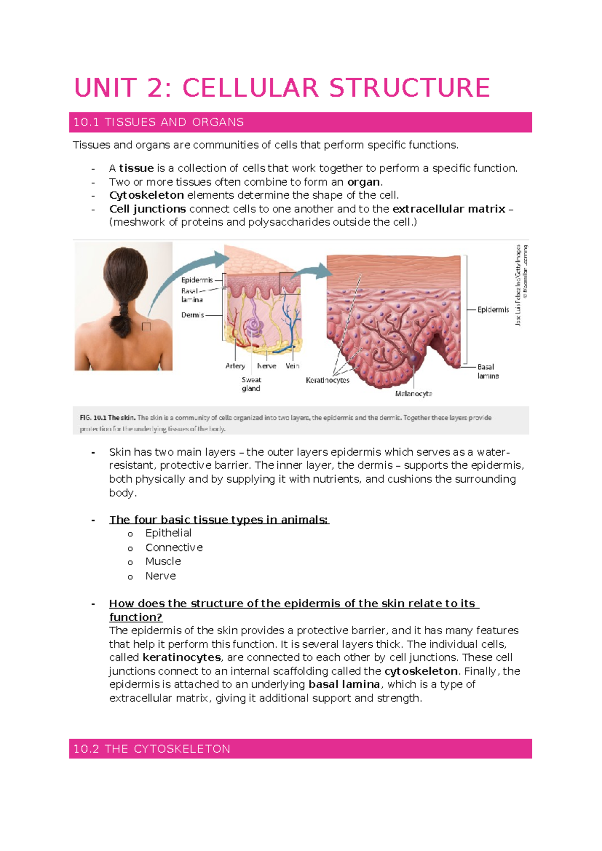 Unit 2 Notes - UNIT 2: CELLULAR STRUCTURE 10 TISSUES AND ORGANS Tissues ...