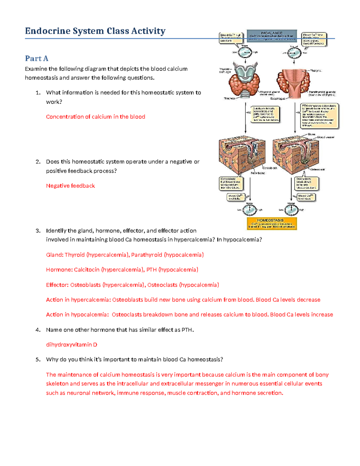 Endocrine System Class Activity W2024- Corrected - Endocrine System ...