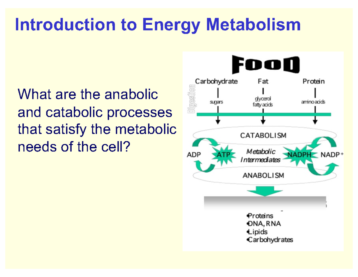 Lect1 Metabolism Intro 8 25-2021 - Introduction to Energy Metabolism ...