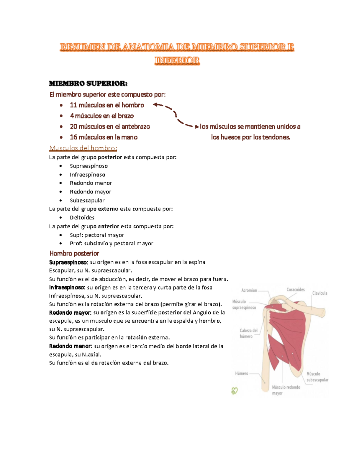 Resumen DE Anatomia DE Miembro Superior E Inferior - MIEMBRO SUPERIOR ...
