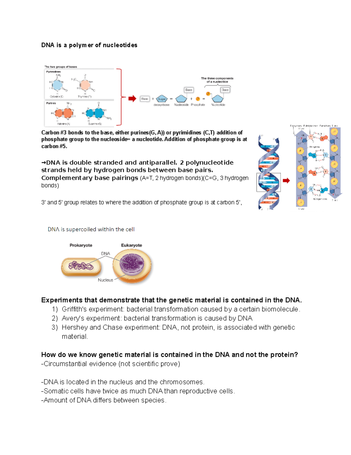 Biology 2 unit 1, - DNA is a polymer of nucleotides Carbon #3 bonds to ...