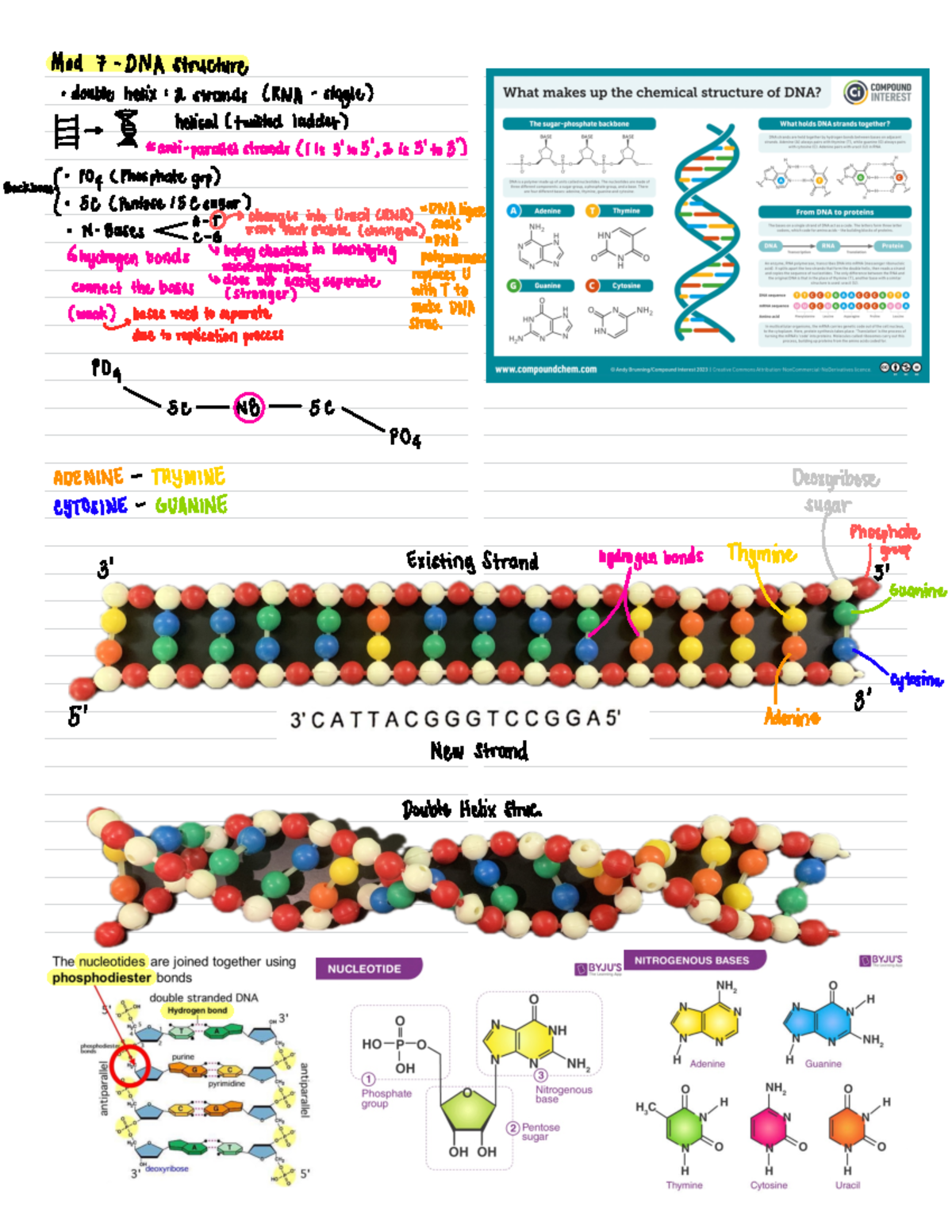 Mod 7 - DNA structure - Mod 7-DNA structure · double helix : 2 strands ...