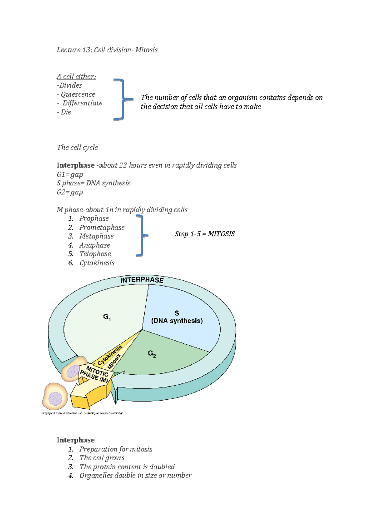 Lecture 13- Mitosis - Lecture 13: Cell division- Mitosis A cell either ...
