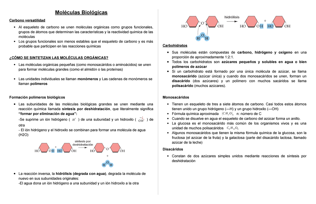 Moléculas Biológicas - Moléculas Biológicas Carbono versatilidad Al ...