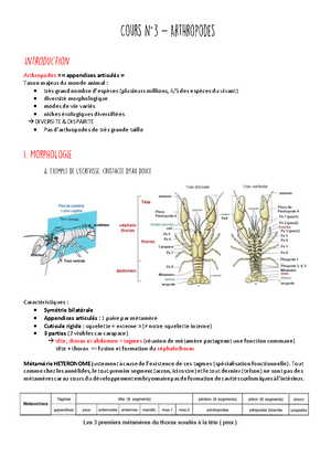 Fiche 1 Les spongiaires - Les spongiaires Introduction Les spongiaires ...