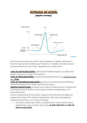 Morfo - Grandes apuntes sobre anatomía del ciego, apéndice vermiforme ...