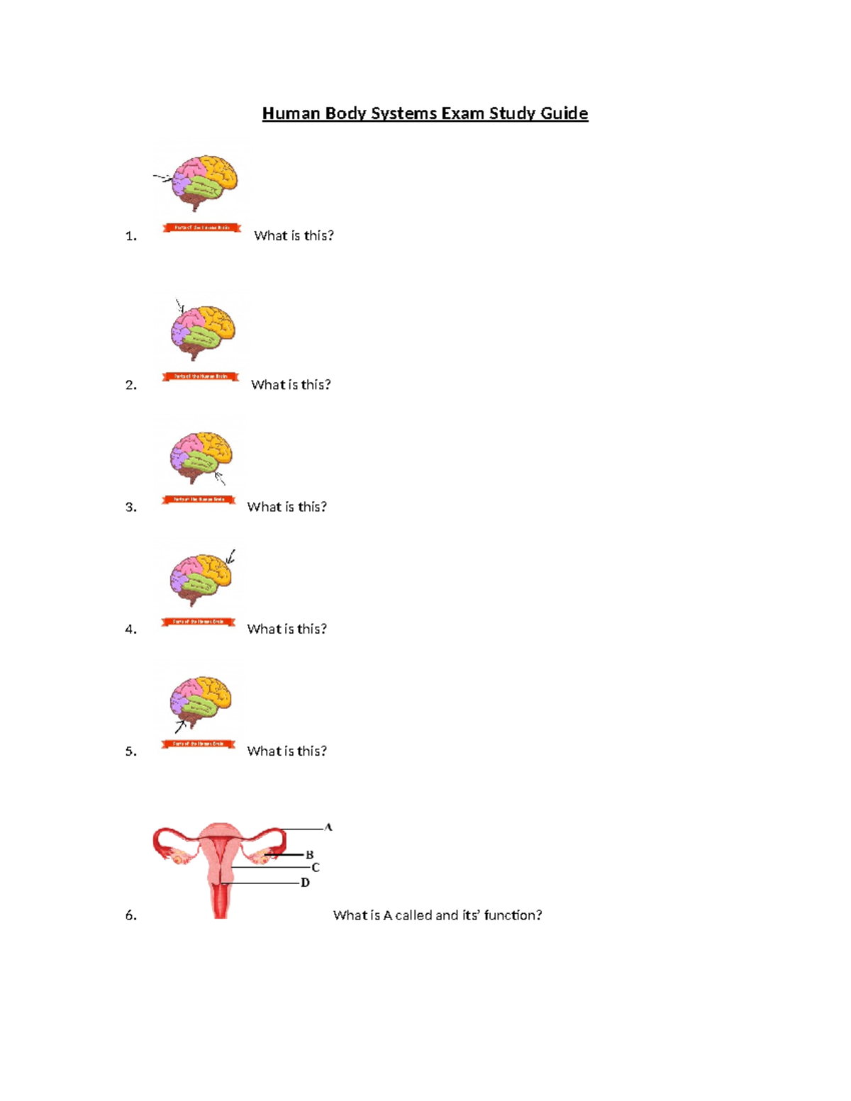 Human Body Systems Exam Study Guide 2 - Human Body Systems Exam Study ...