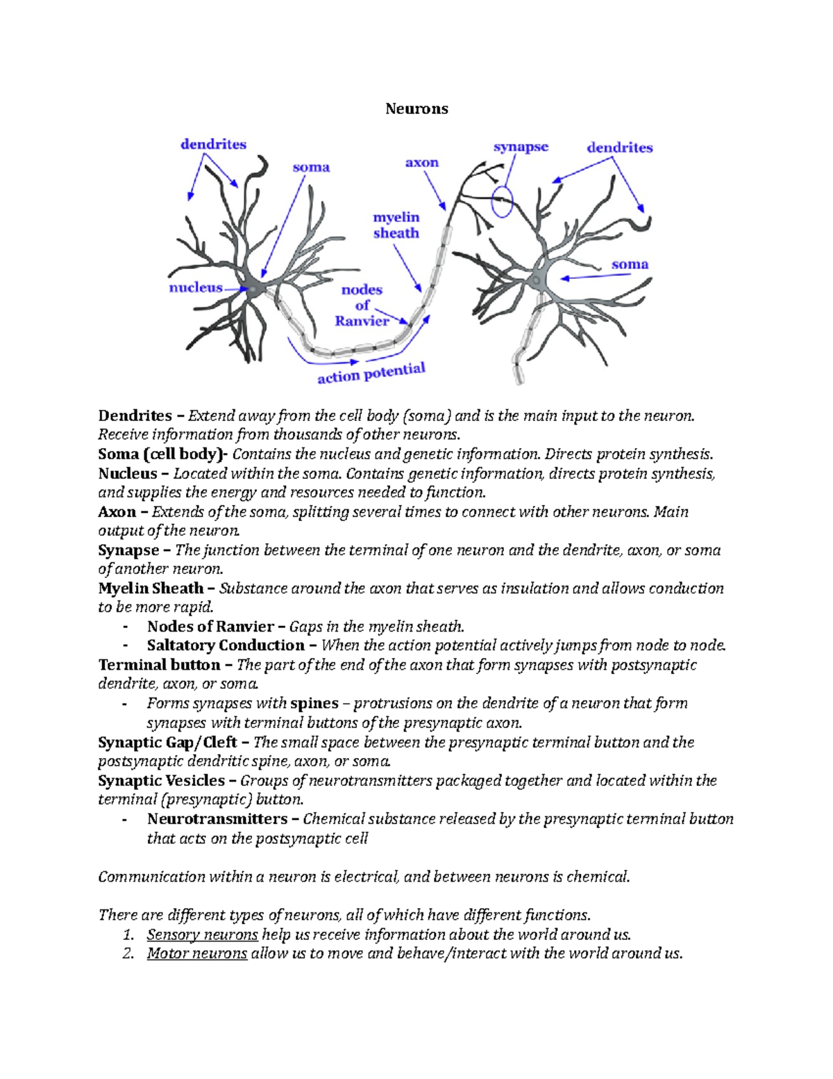 Neurons - Notes on reading + lectures - Neurons Dendrites – Extend away ...
