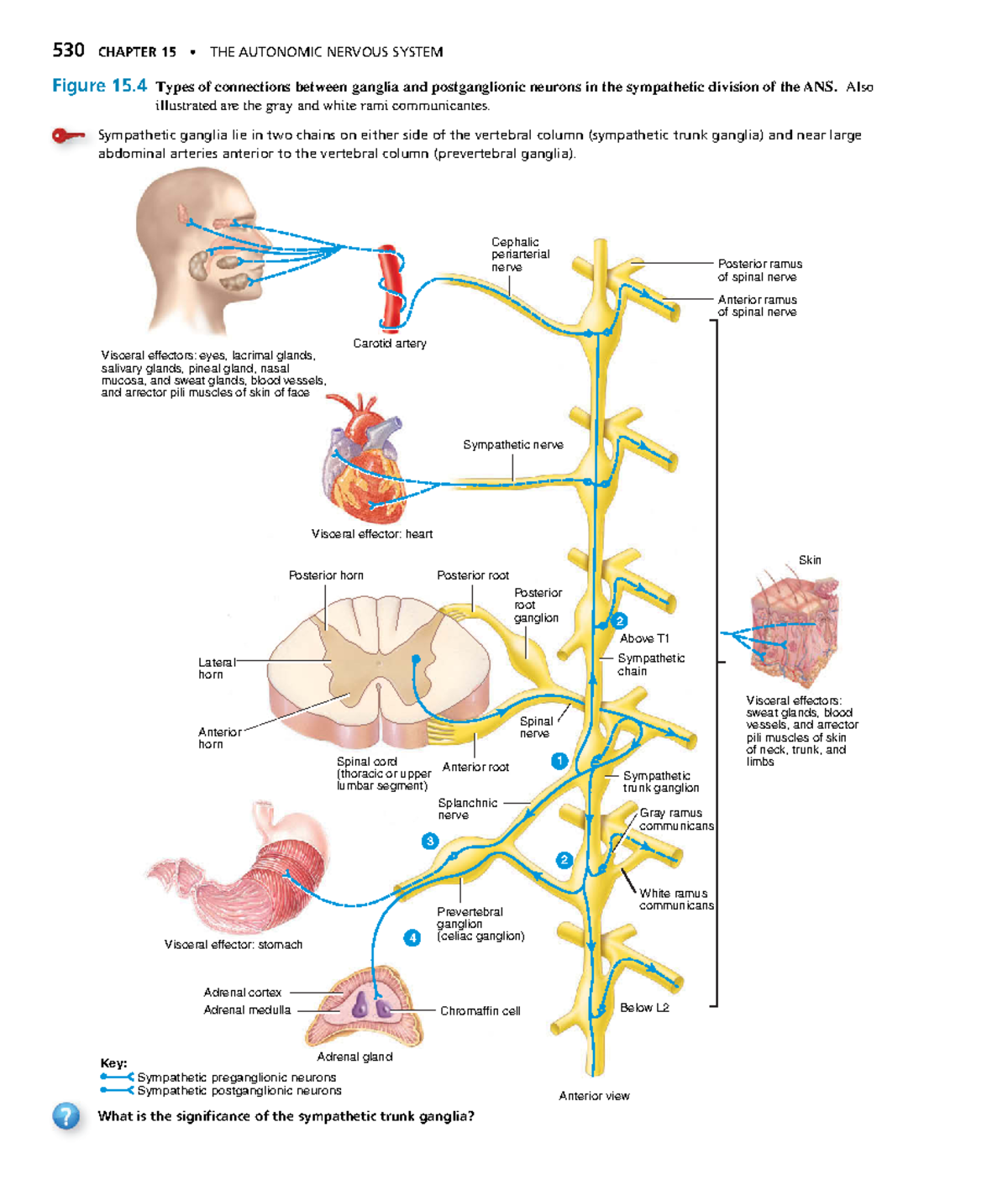 Anatomyand Physiology-188 - 530 CHAPTER 15 • THE AUTONOMIC NERVOUS ...