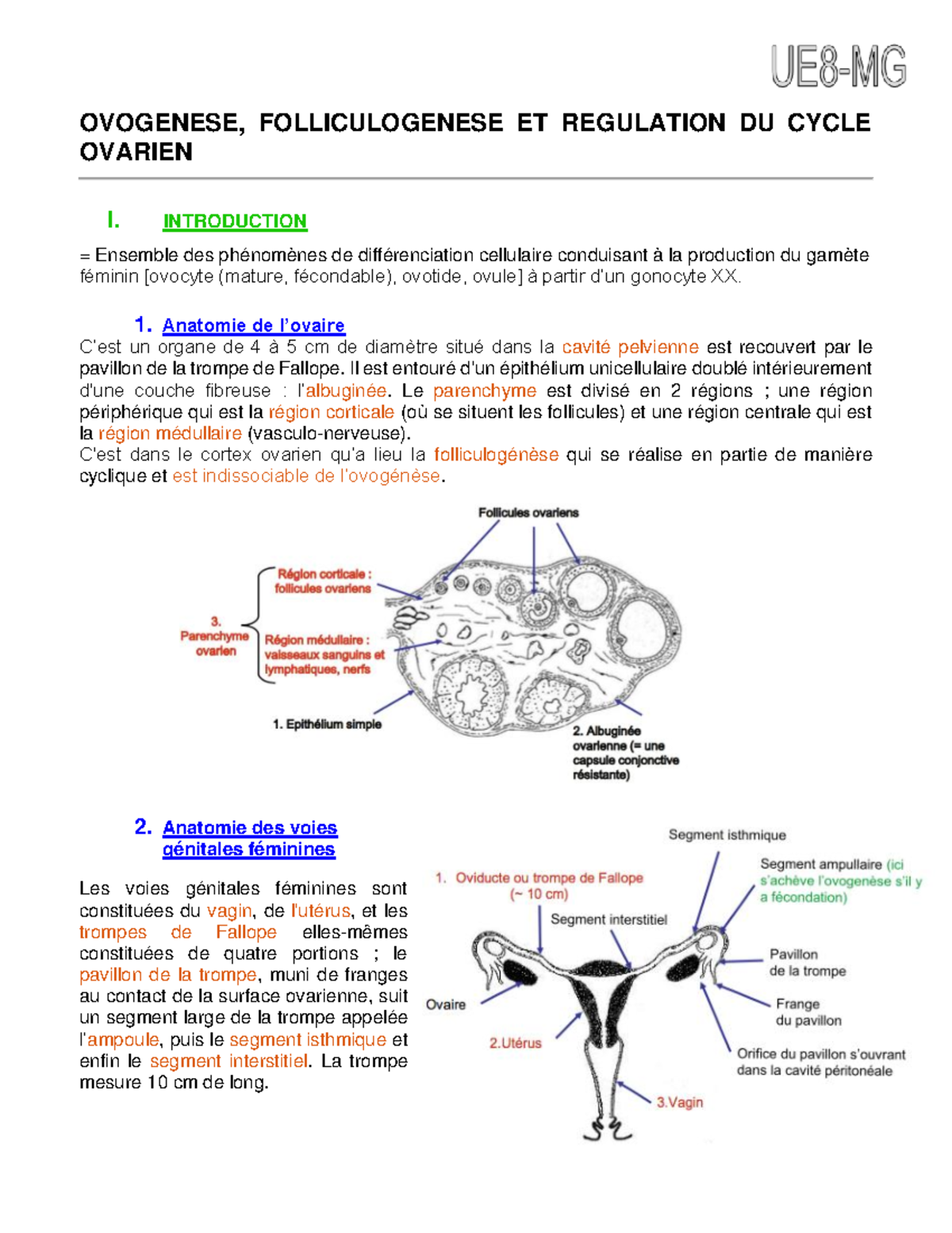 UE8 MM - Ovogénèse - OVOGENESE, FOLLICULOGENESE ET REGULATION DU CYCLE ...