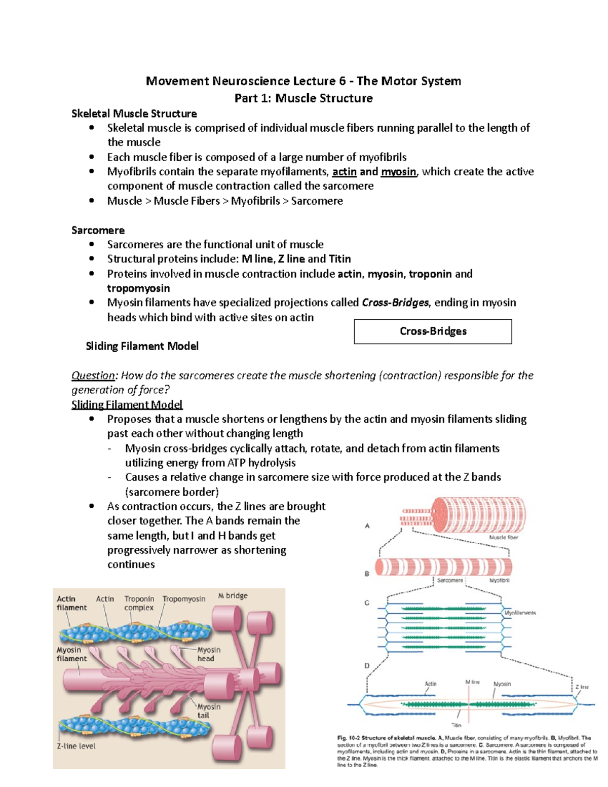 Lecture 6 - Movement Neuroscience Lecture 6 - The Motor System Part 1 ...