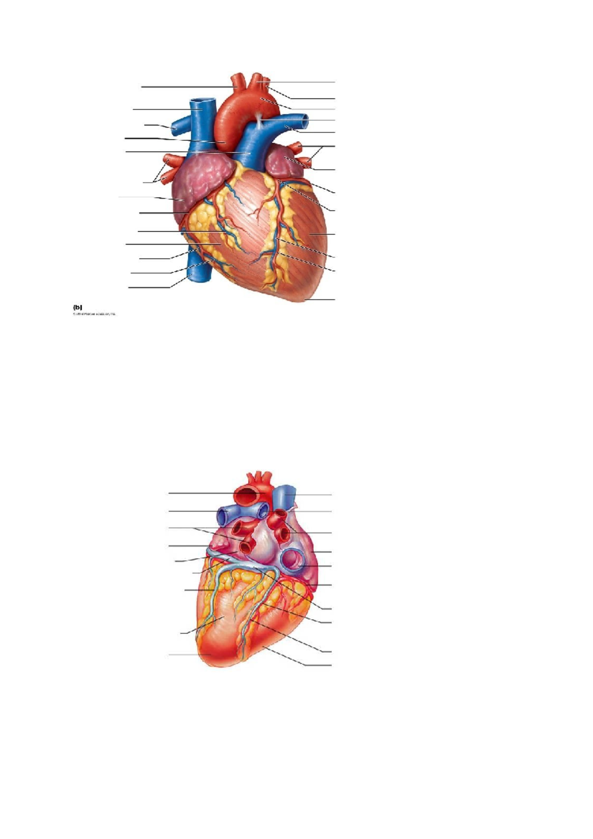 Nursing Heart - practical - Bsc(hons) Psychology - Studocu