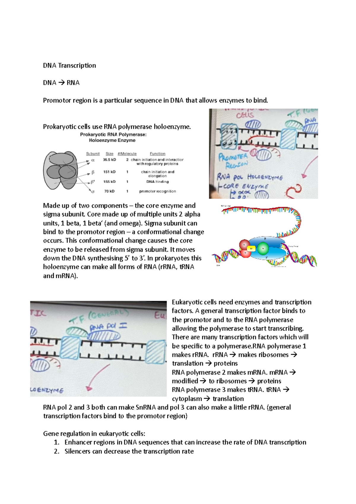 DNA Transcription Notes - DNA Transcription DNA RNA Promotor region is ...