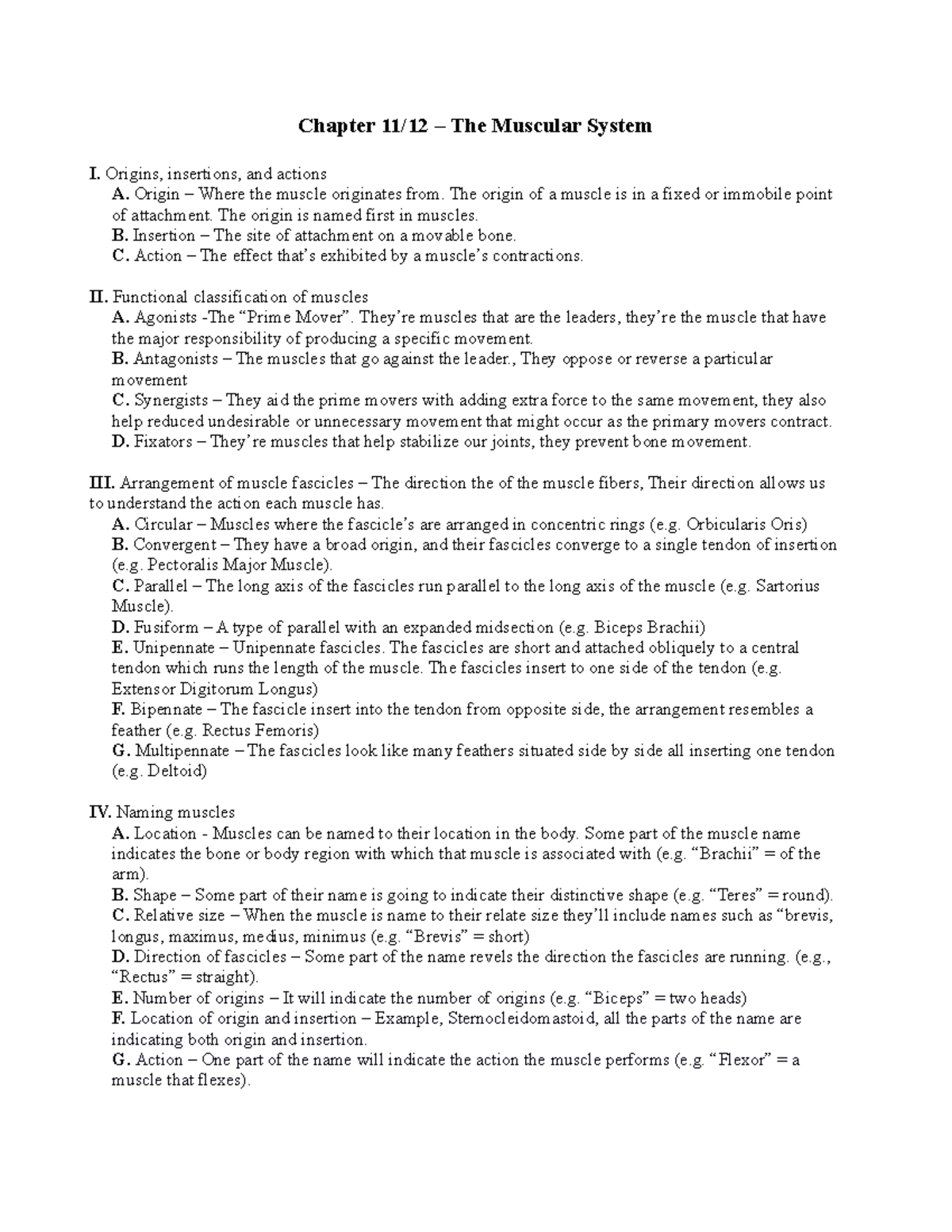 Chapter 11 & 12 - Muscular System II & III - Chapter 11/12 – The ...