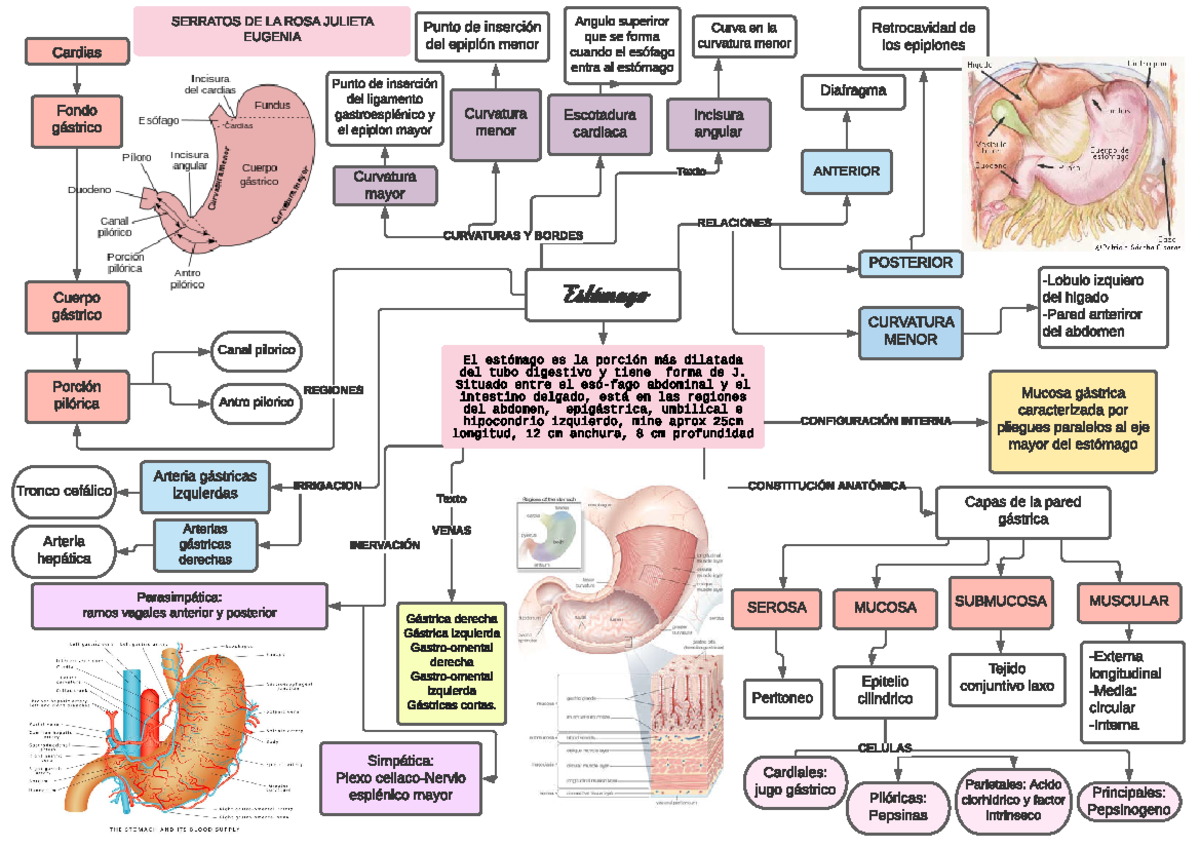 Estomago - Estómago El es t ómago es l a por c i ón más di l at ada del ...