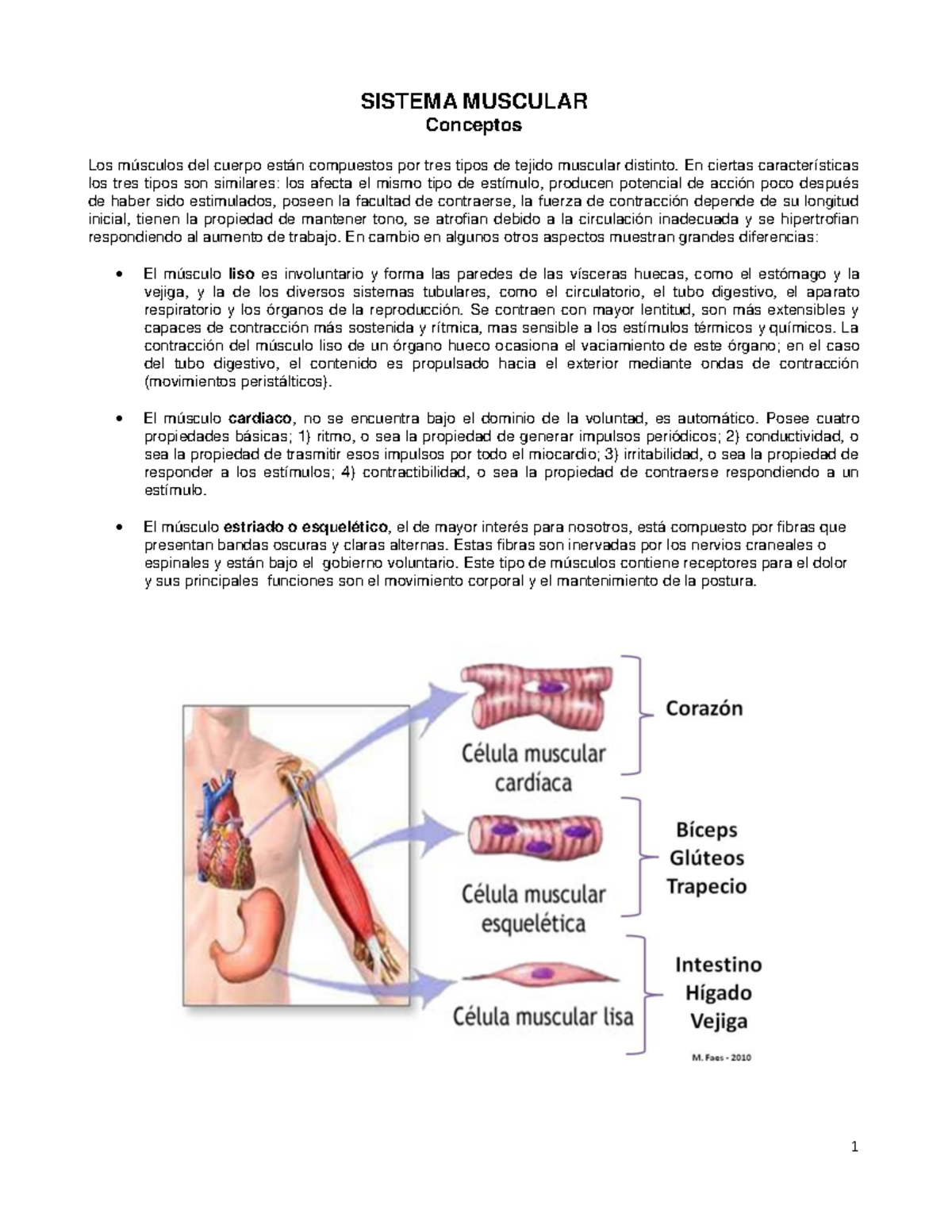 Sistema Muscular - Apuntes 3 - SISTEMA MUSCULAR Conceptos Los músculos ...