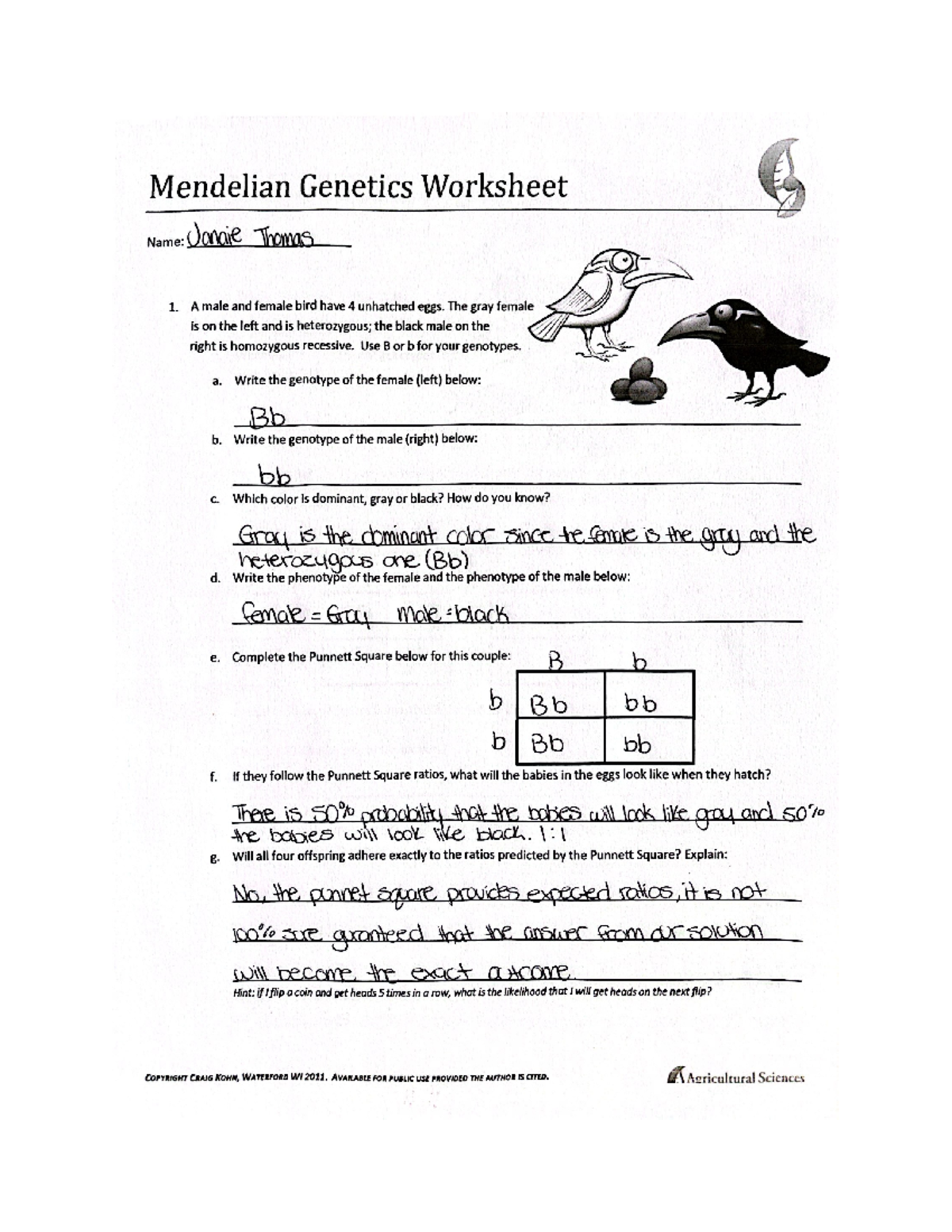 mendelian genetics worksheet for biology - Mendelian Genetics Worksheet ...