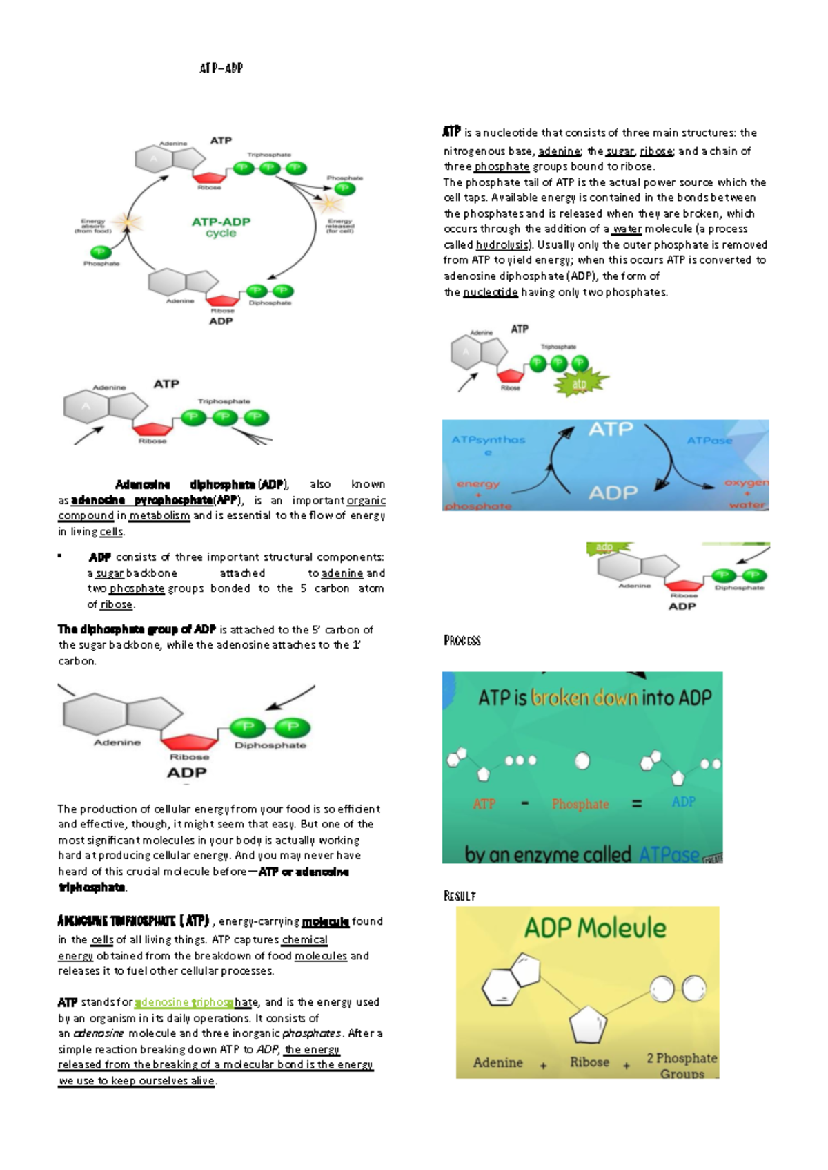 ATP AND ADP Notes - ATP-ADP Adenosine diphosphate (ADP), also known as ...