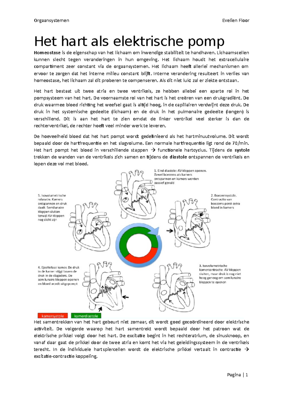 Het hart als elektrische pomp - Lichaamscellen kunnen slecht tegen ...