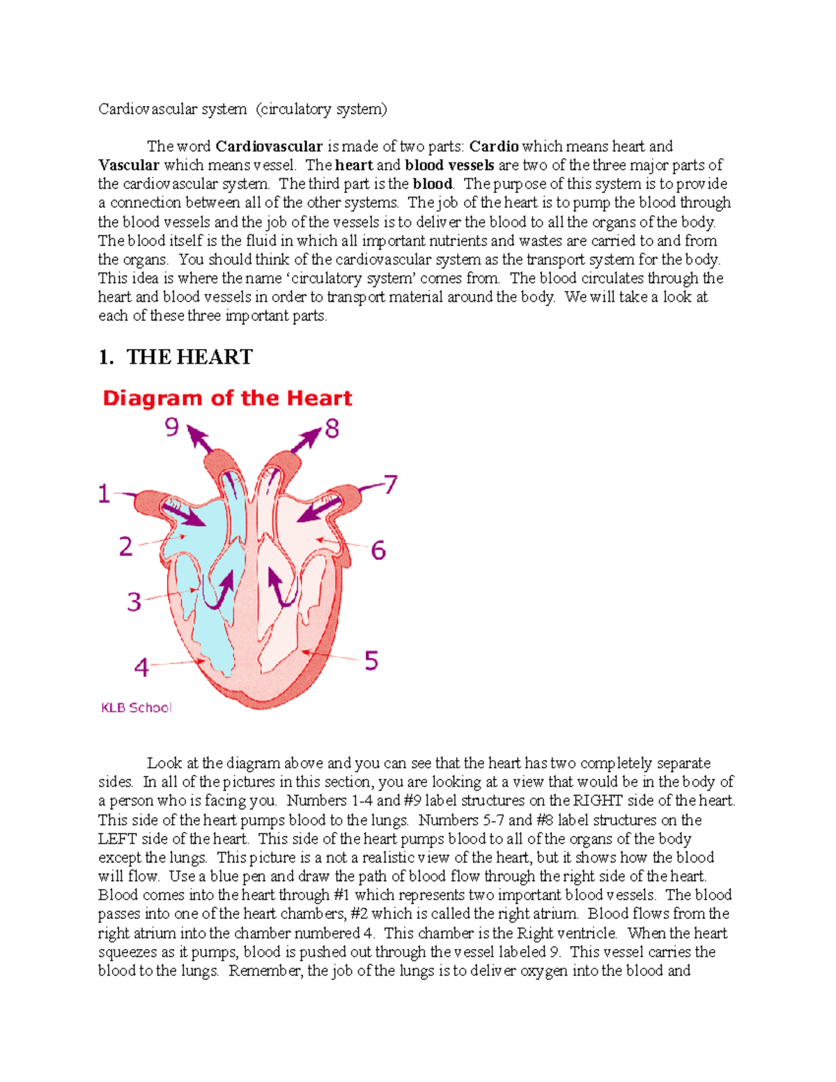 Cardiovascular System Handout - BIOL 1409 - CTC - Studocu