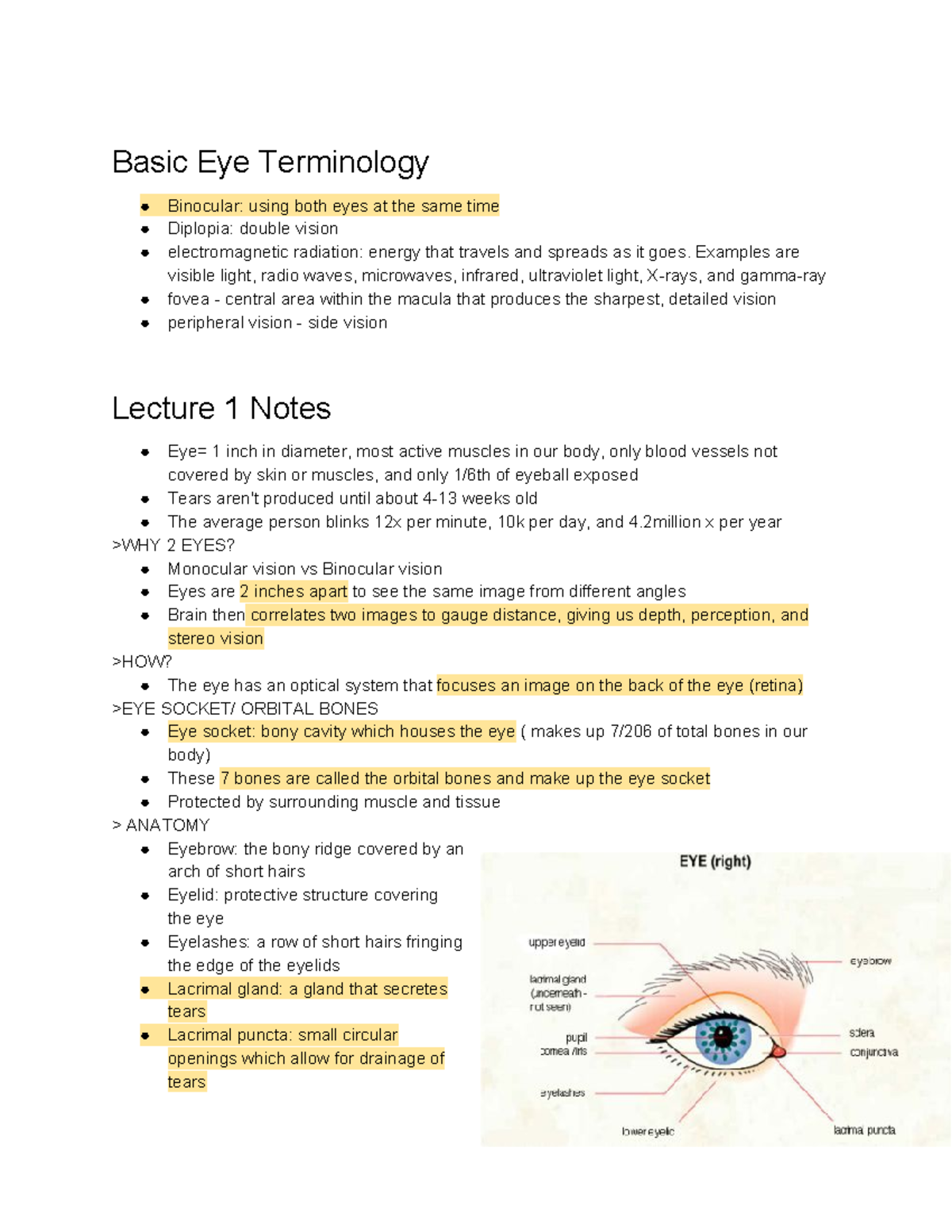 Optometry 10 Midterm Review - Basic Eye Terminology Binocular: using ...