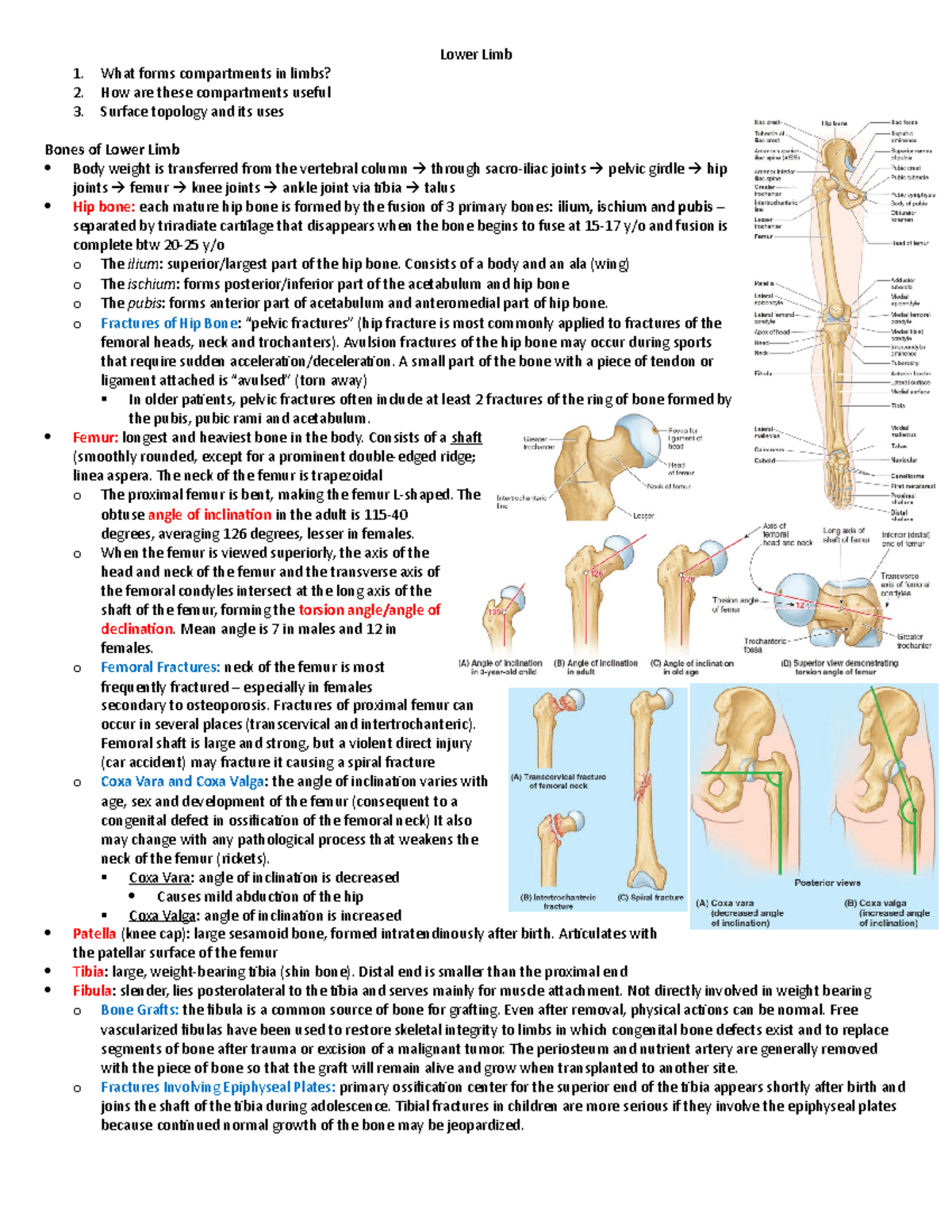 Lower Limb Bones and Their Functions - Studocu