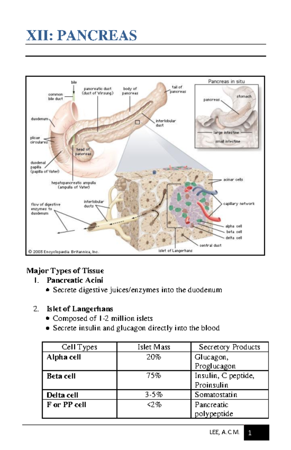 12 Pancreas - summaries - XII: PANCREAS Major Types of Tissue 1 ...