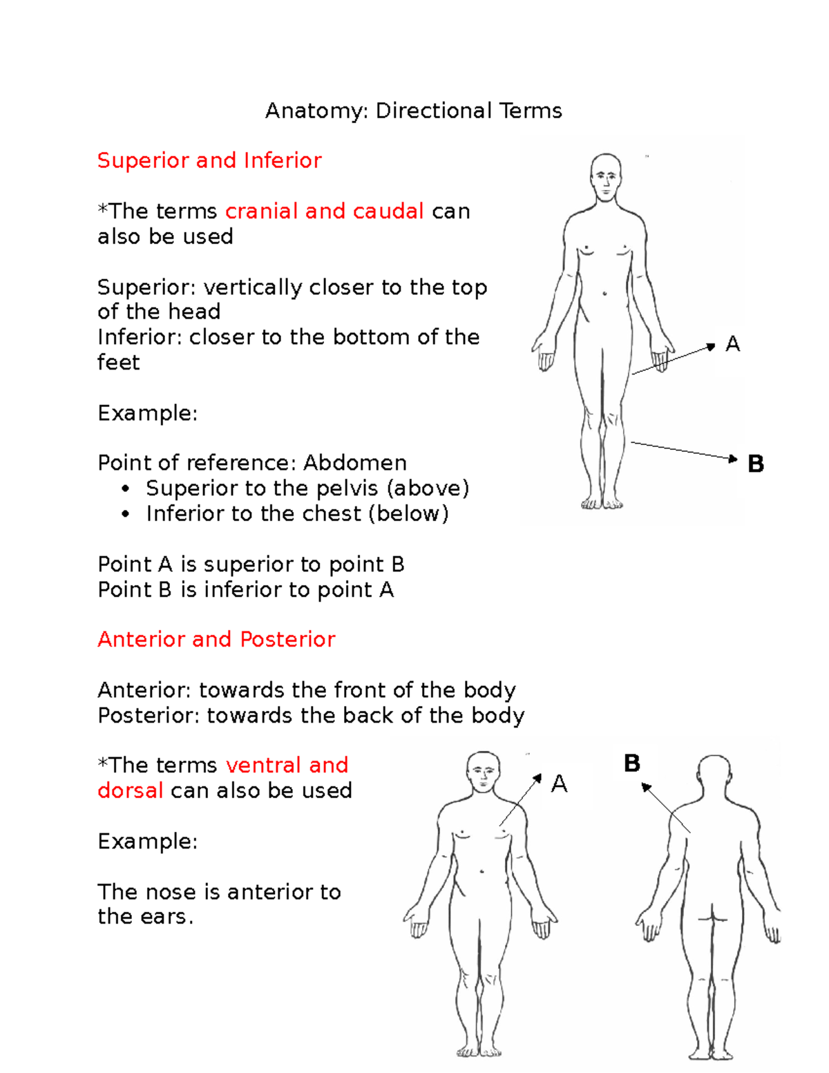 Directional terms - Anatomy: Directional Terms Superior and Inferior ...