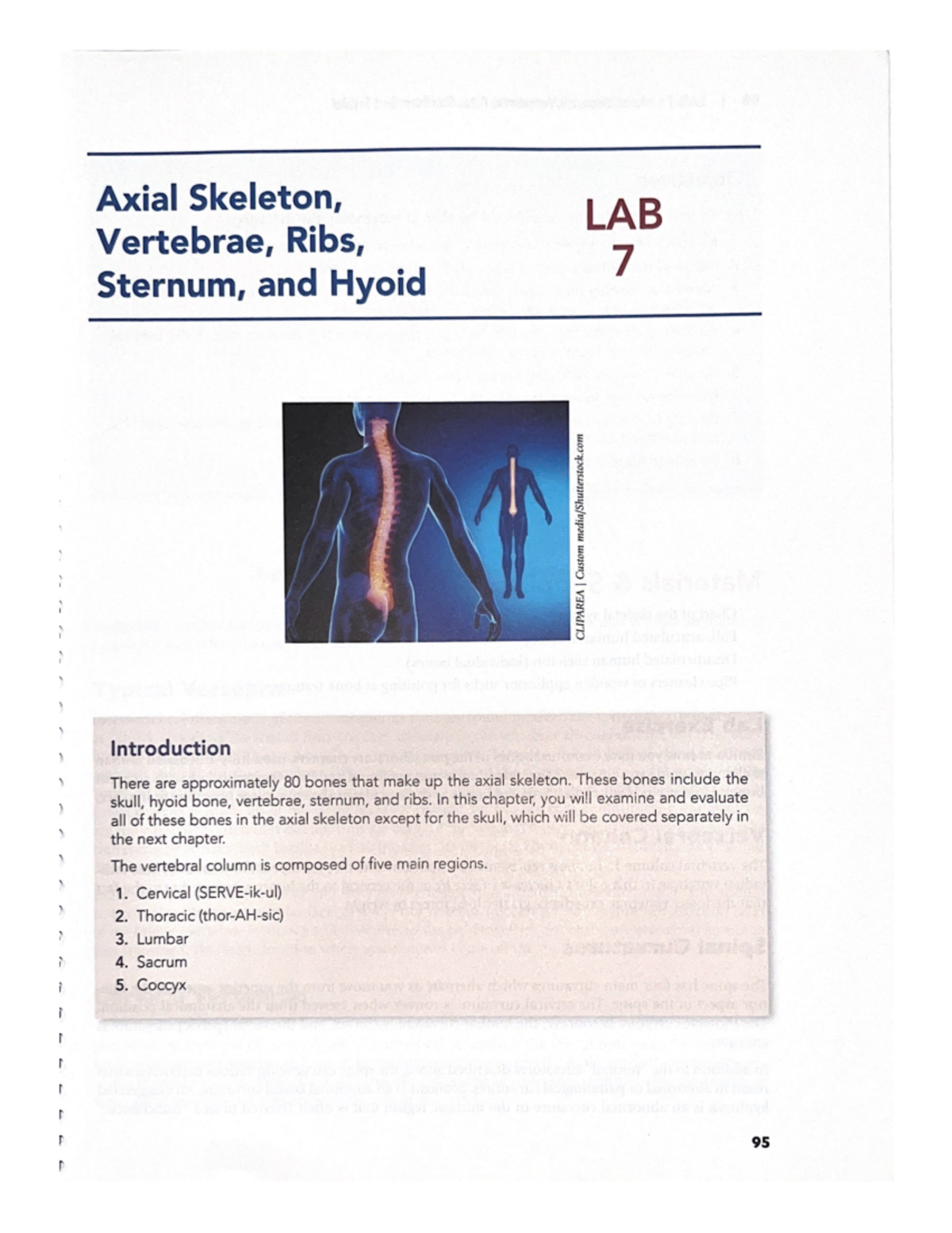 Axial Skeleton - These are lab material provided for Bio 201 with ...