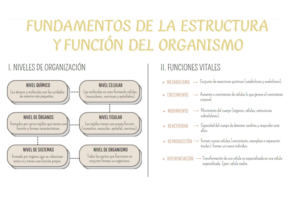 Apuntes Estructura y Función - Studocu