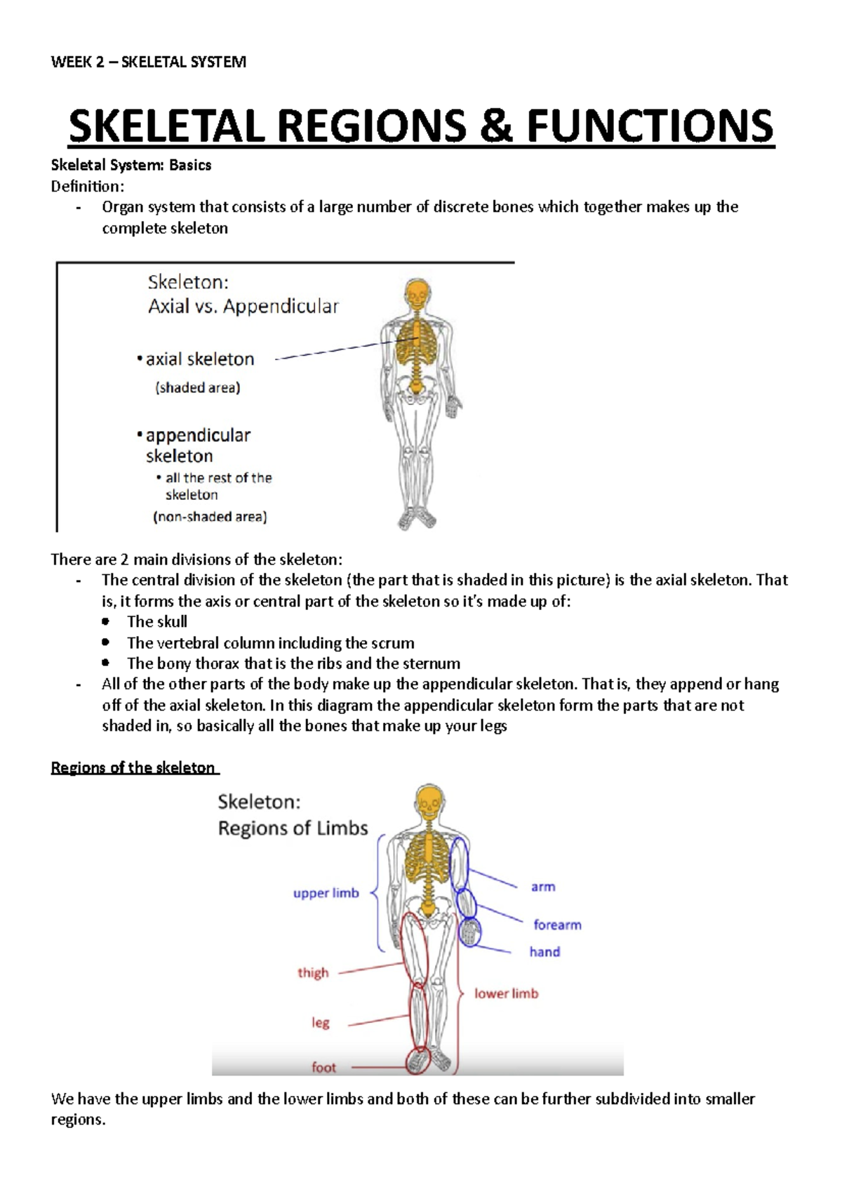 HBS1HBB - week 2 skeletal system - WEEK 2 – SKELETAL SYSTEM SKELETAL ...
