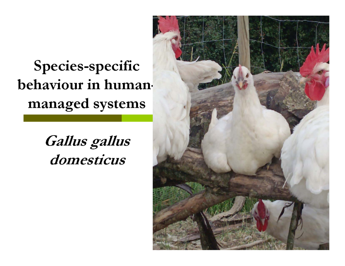 Lecture 20 F22 species specific behaviour chickens [Compatibility Mode ...