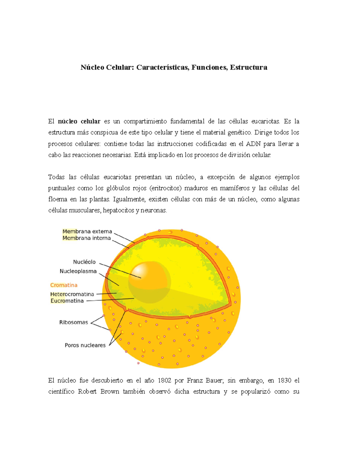 5. TEMA 5 Núcleo Celular - Núcleo Celular: Características, Funciones ...