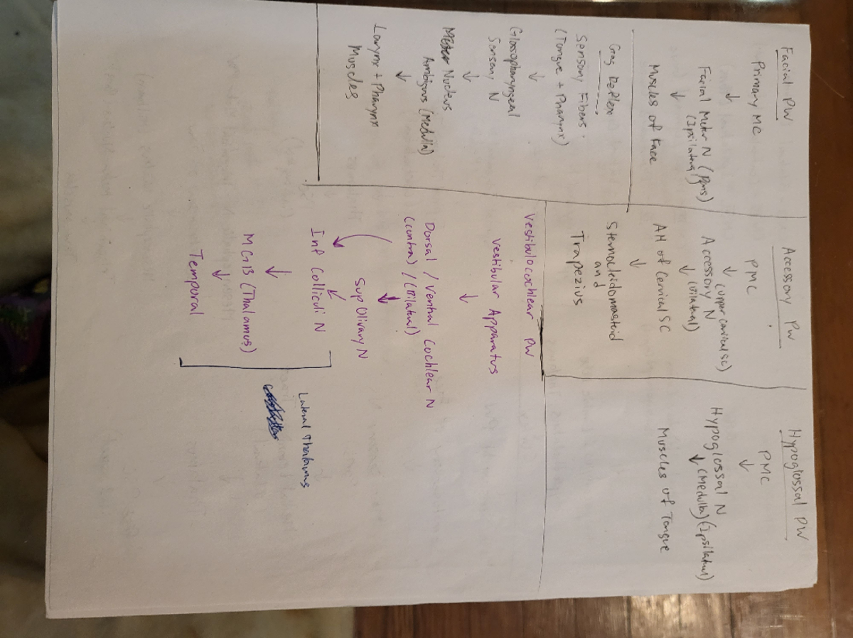 Jpg2pdf (28) - Notes concerning brain anatomy - OTHR 5008 - Studocu