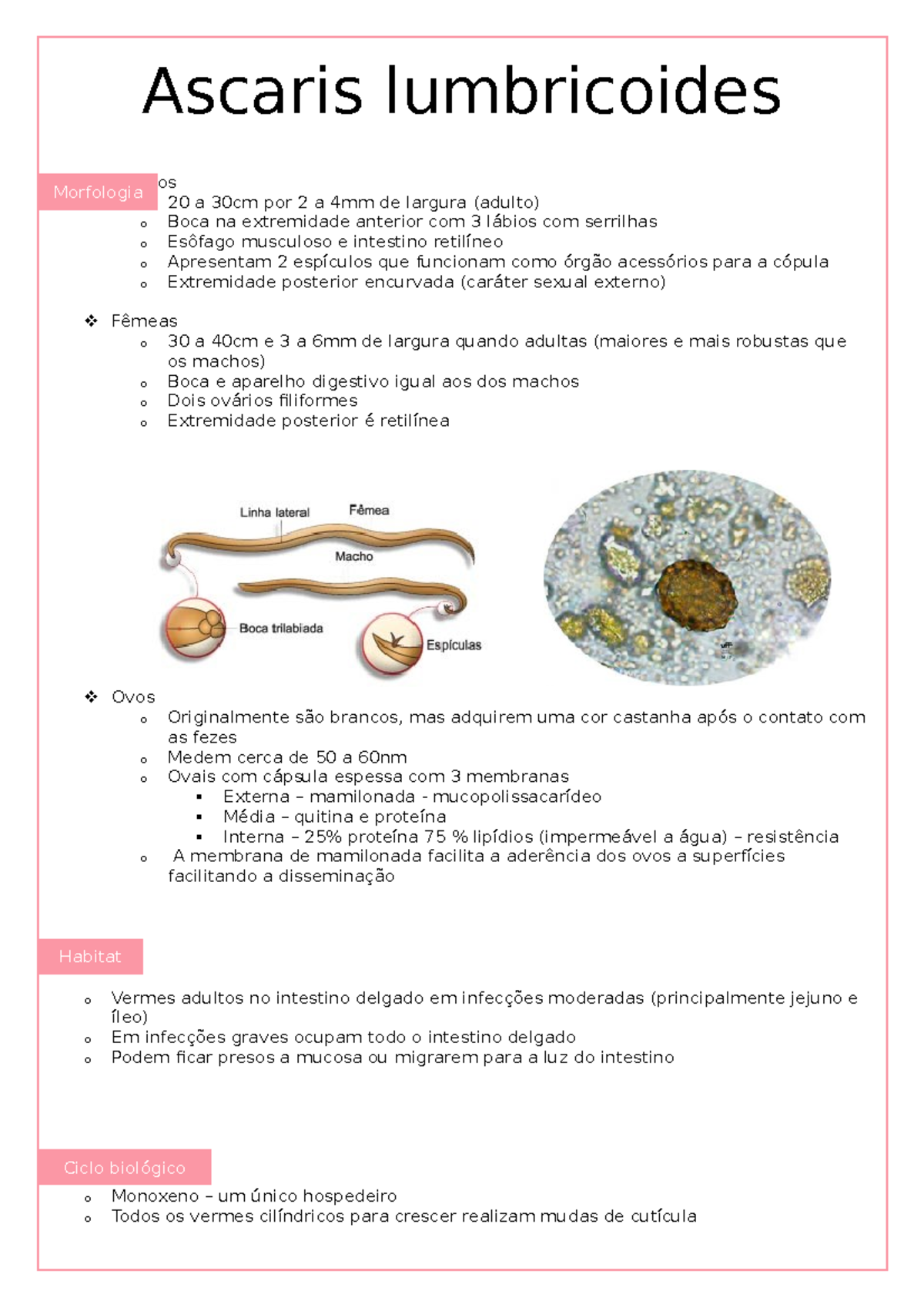 Ascaris lumbricoides - Tosse seca, febre e irritação brônquica Vermes ...