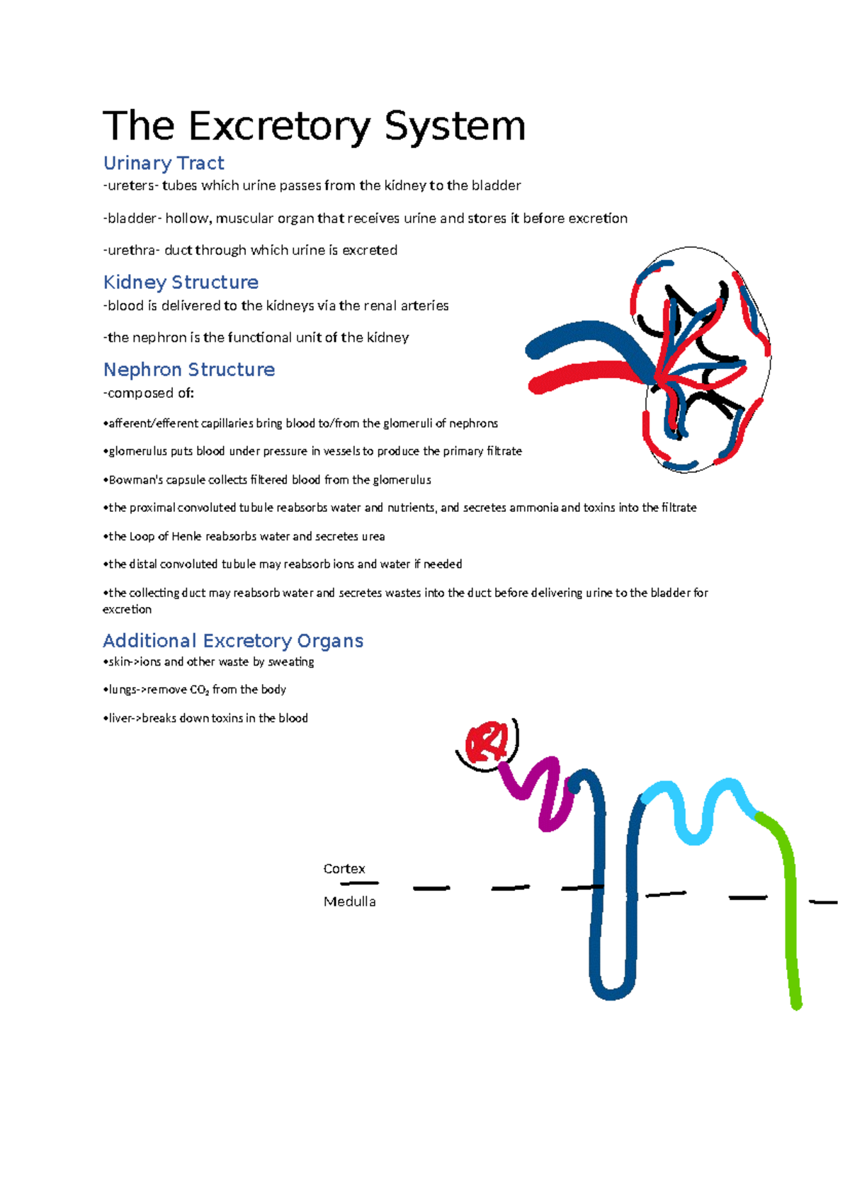 The Excretory System - VCE Biology Unit 1 - The Excretory System ...