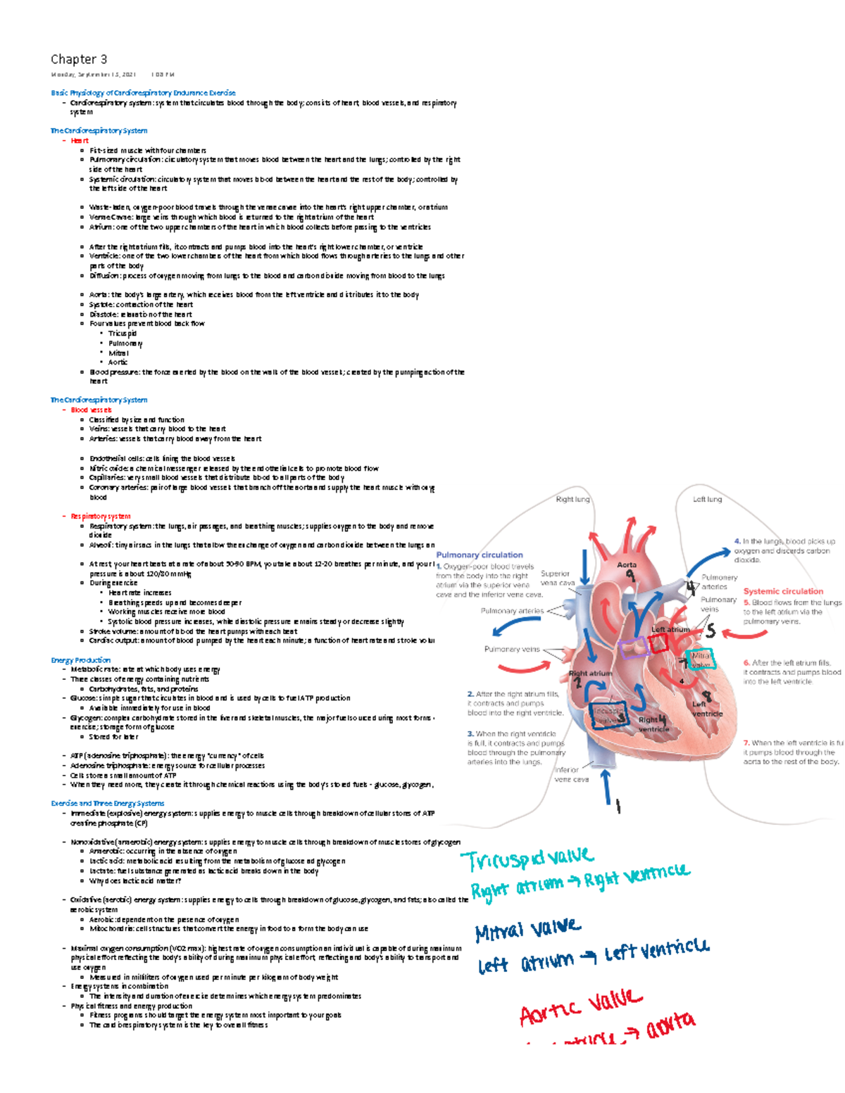 Kines 264 CH3 - Lecture notes from class - Basic Physiology of ...
